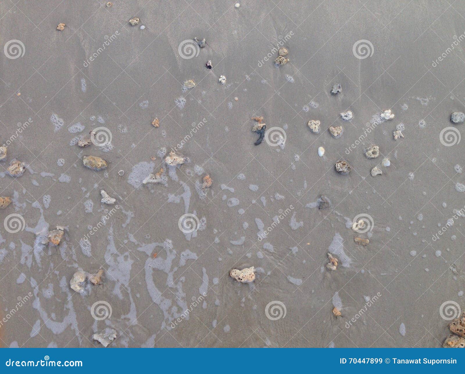 Shell with Sand Texture on the Beach Wallpaper Stock Image - Image of ...