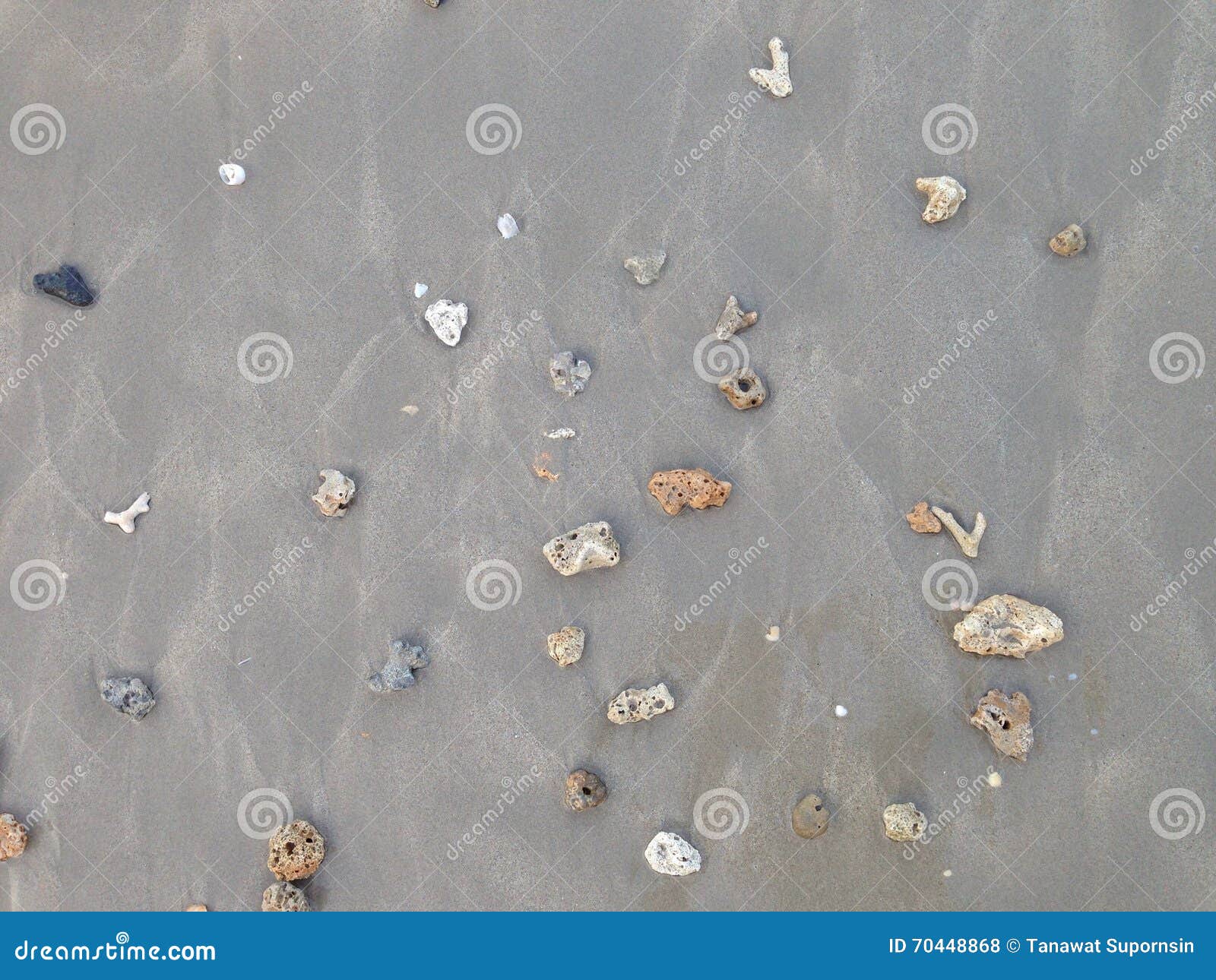Shell with Sand Texture on the Beach Wallpaper Stock Photo - Image of ...