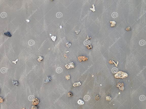 Shell with Sand Texture on the Beach Wallpaper Stock Photo - Image of ...