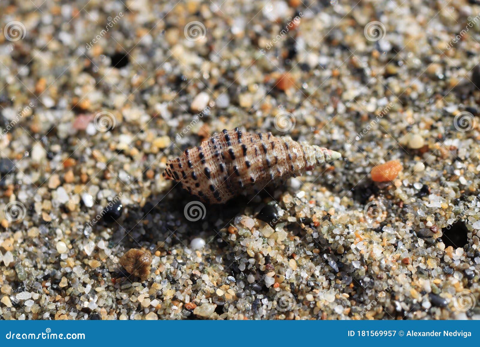 Shell on the sand texture stock image. Image of sandy - 181569957