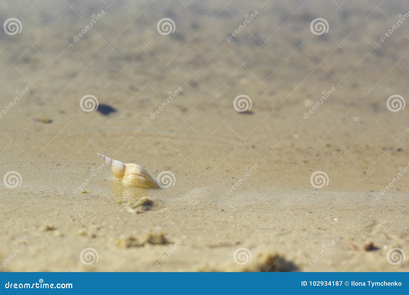 Shell in Sand at Waters Edge Stock Image - Image of island, beach ...