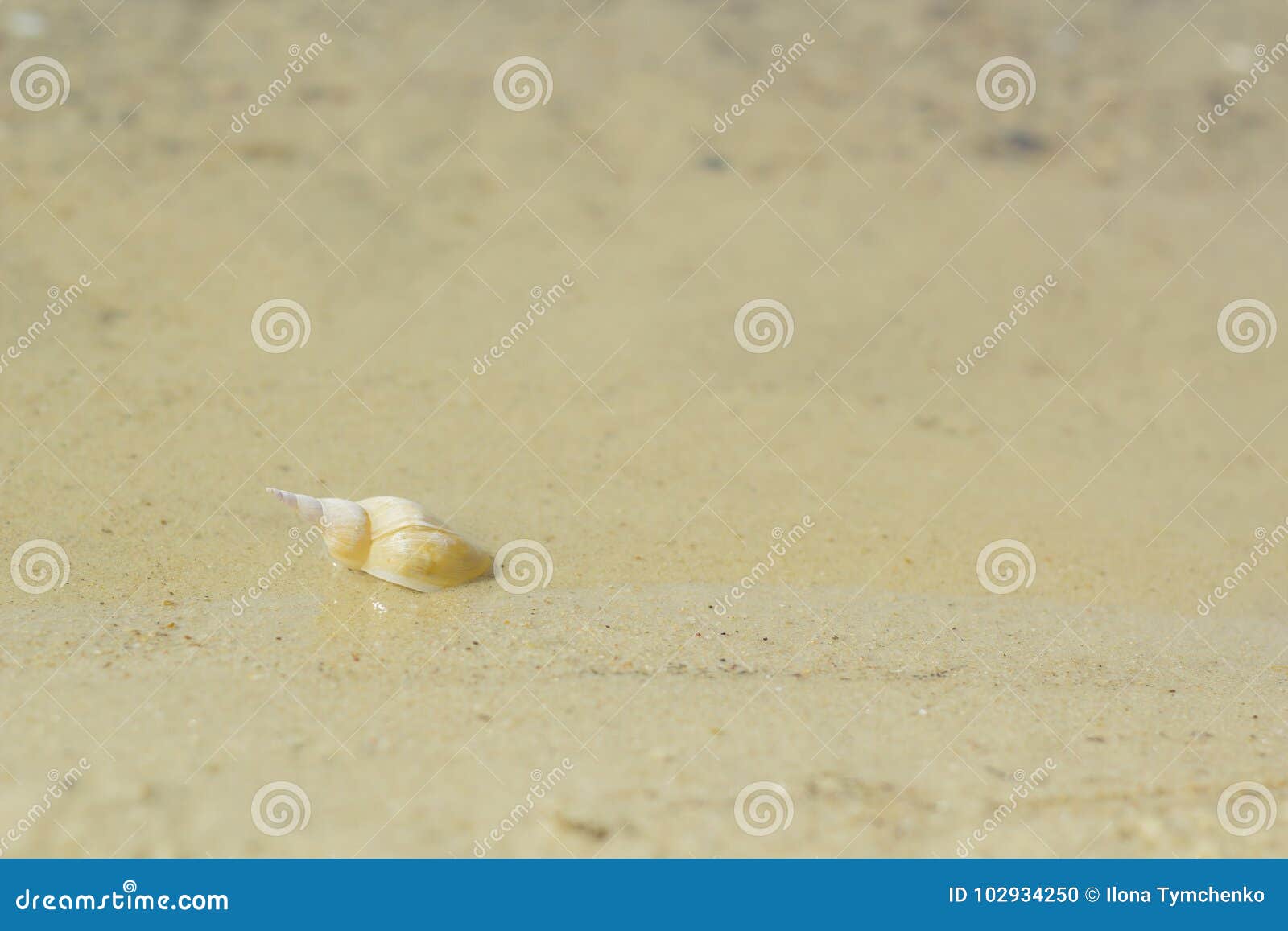 Shell in Sand at Waters Edge Stock Photo - Image of paradise, natural ...