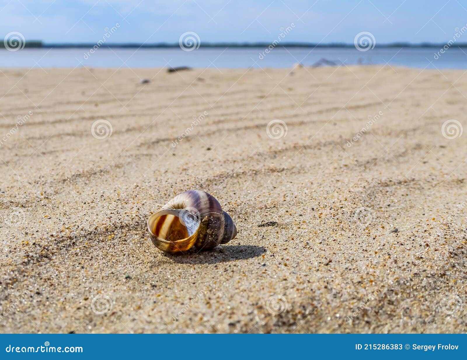 Shell on the Sandy Bank of the River Stock Image - Image of shell ...