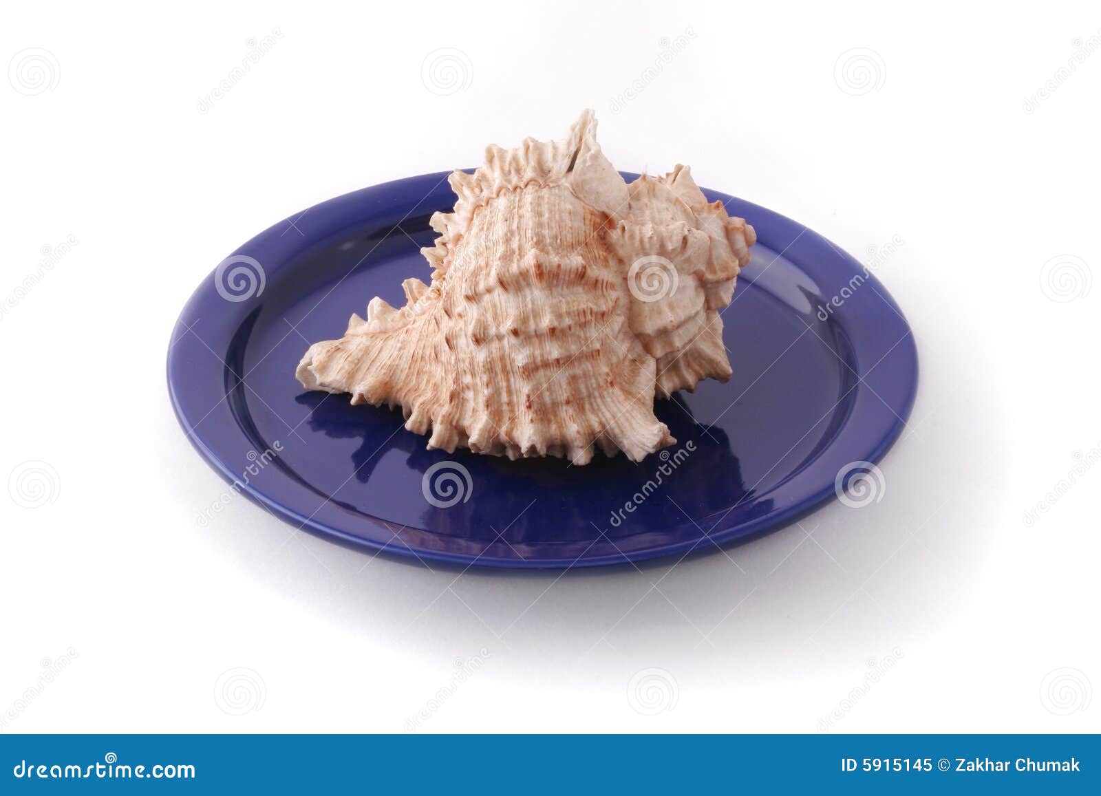 Shell On The Saucer Picture. Image: 5915145