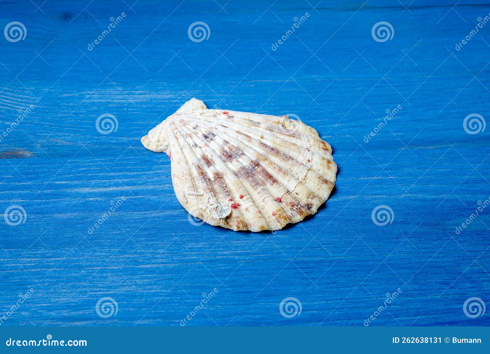 The Shell of the Scallop or Pilgrim MusselPecten Maximus Stock Image ...