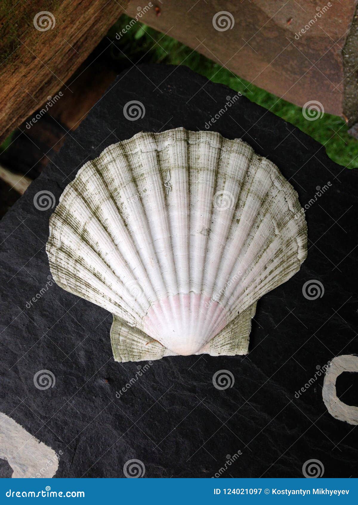 Shell Scallop Symbol of the Way of St. James Stock Image - Image of ...
