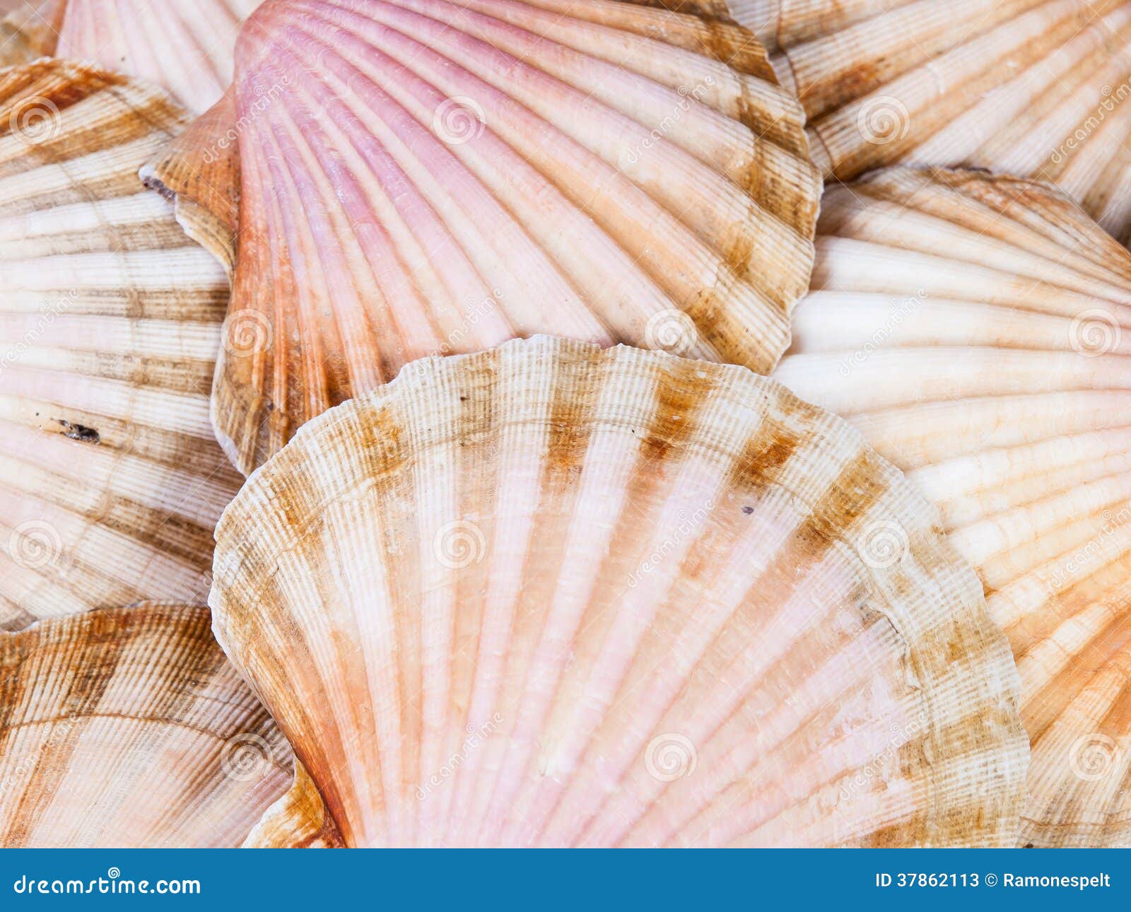 Shell scallops background stock image. Image of seashell - 37862113