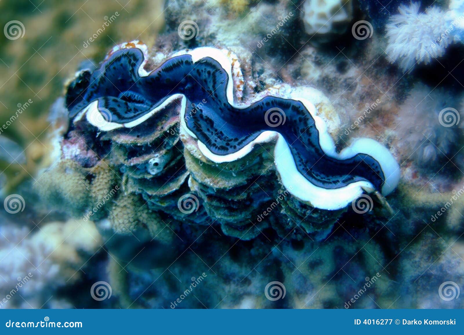 Shell in the sea stock image. Image of underwater, shellfish - 4016277