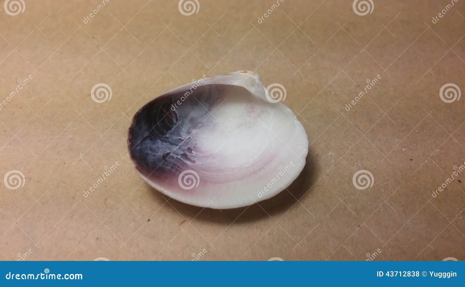 Shell stock photo. Image of shell, mussel, creature - 43712838