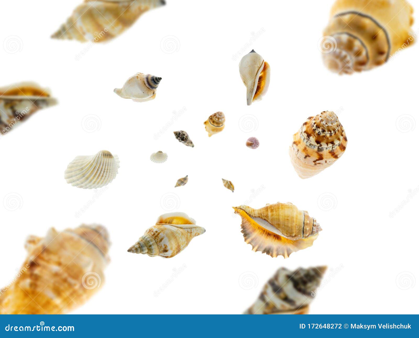 Shell Sea Falling on White. Hello Summer Tropical Background. Stock ...