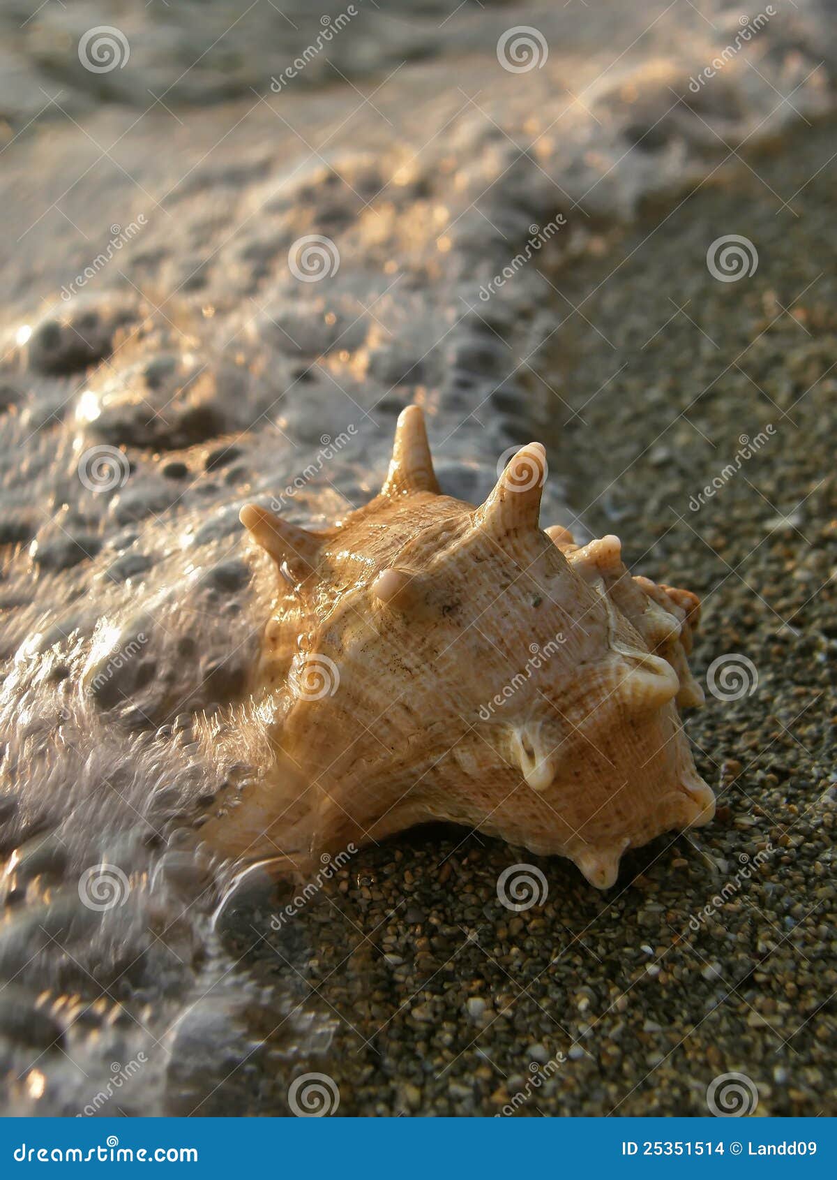 Shell and sea foam stock photo. Image of hobby, droplets - 25351514