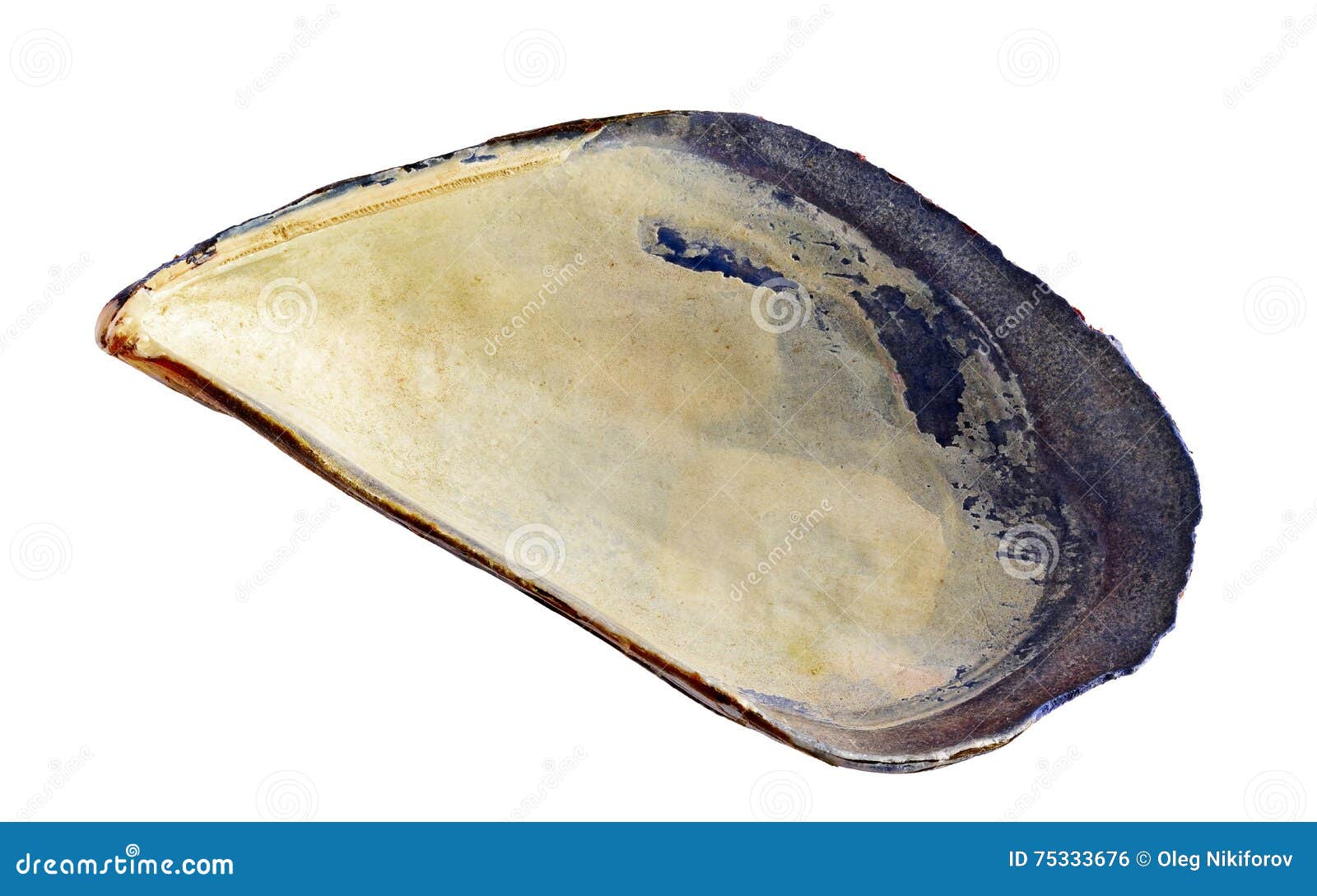 Shell stock photo. Image of seashell, spikes, marine - 75333676