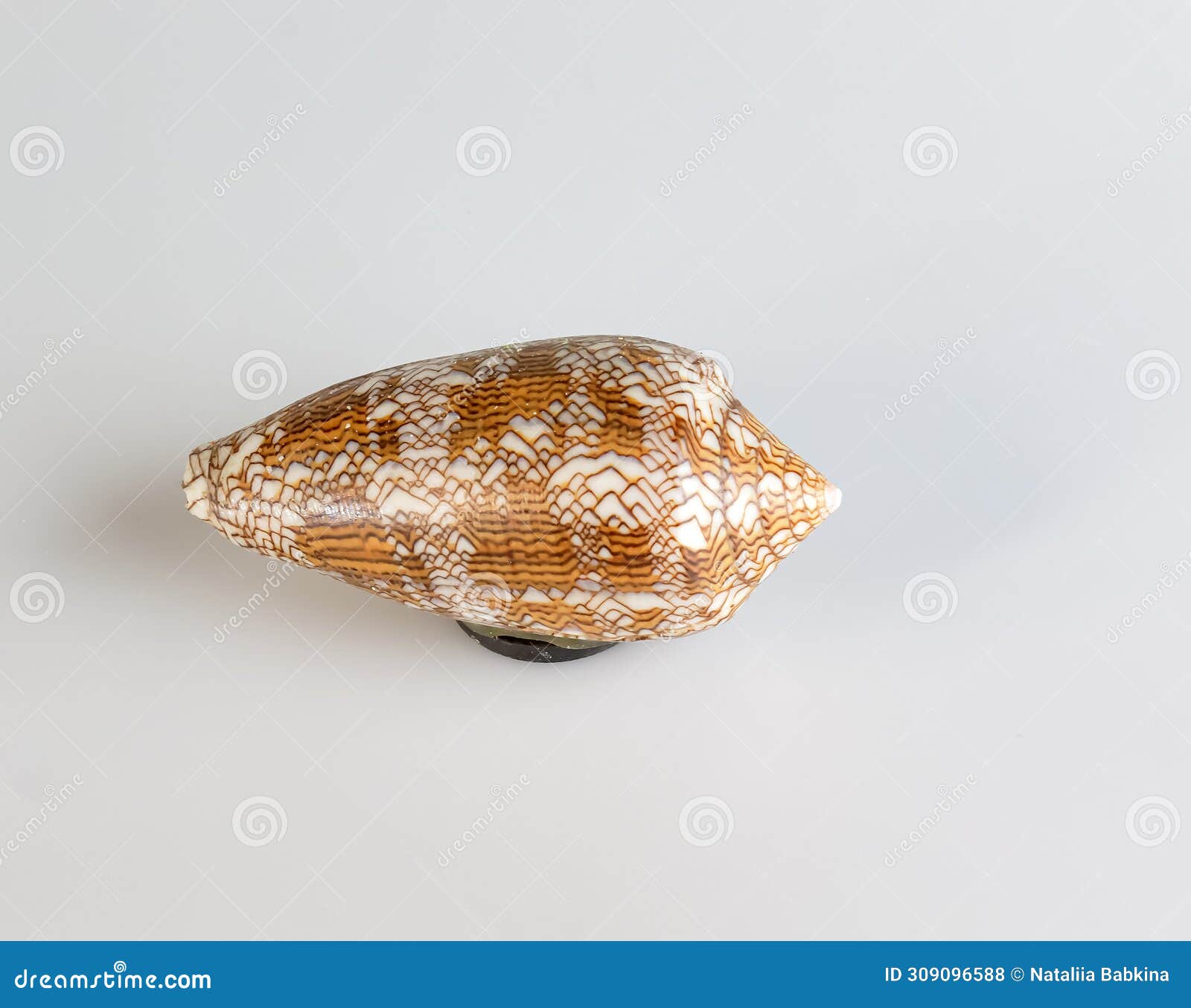The Shell of the Sea Mollusk Conus Textile on White Background Stock ...