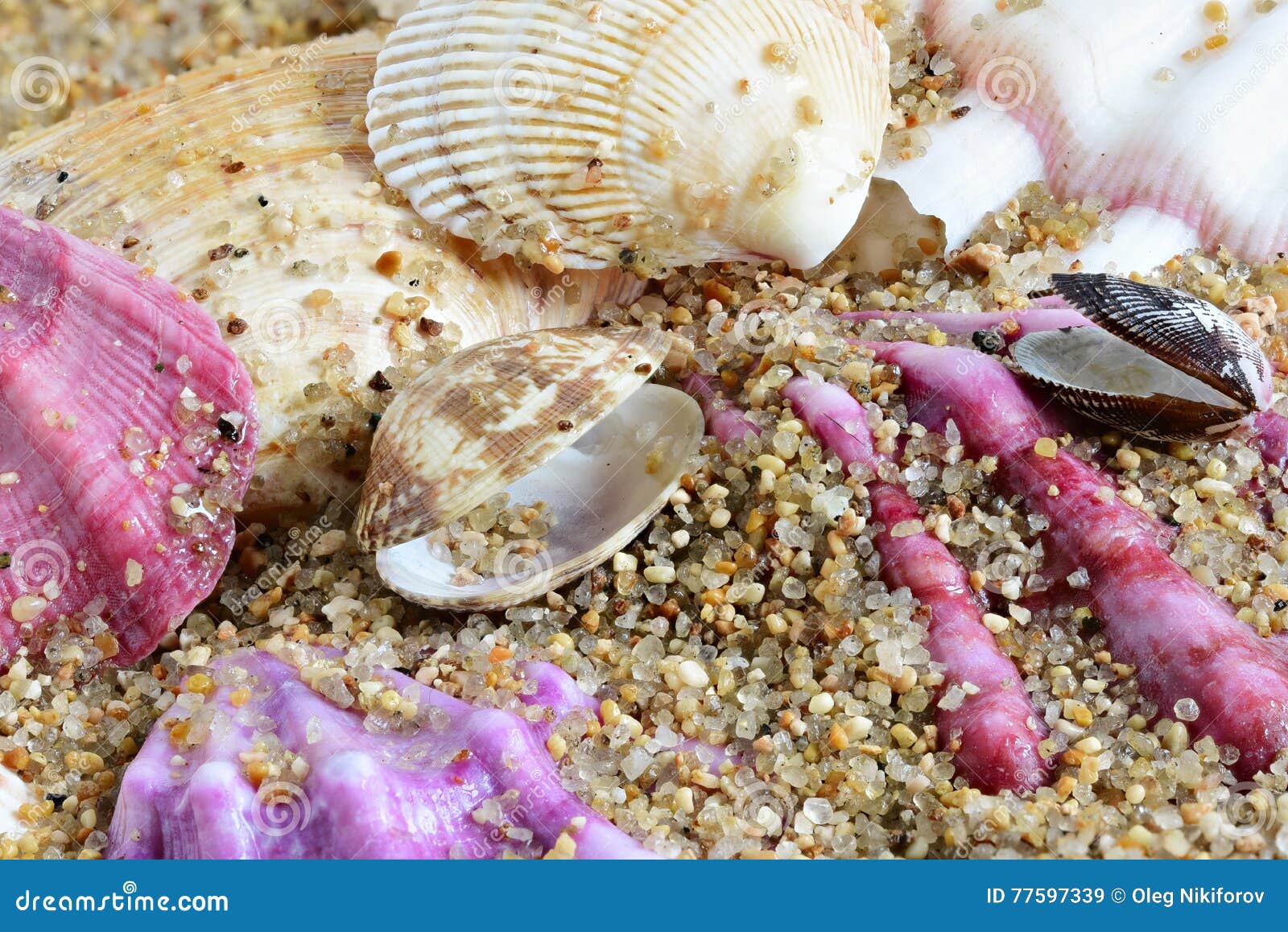 Shell stock image. Image of conch, mollusk, conchology - 77597339
