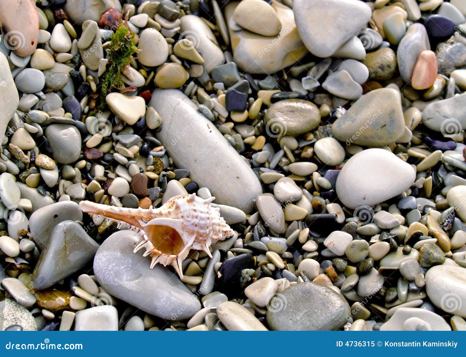 Shell on sea pebble stock image. Image of circle, seaweed - 4736315