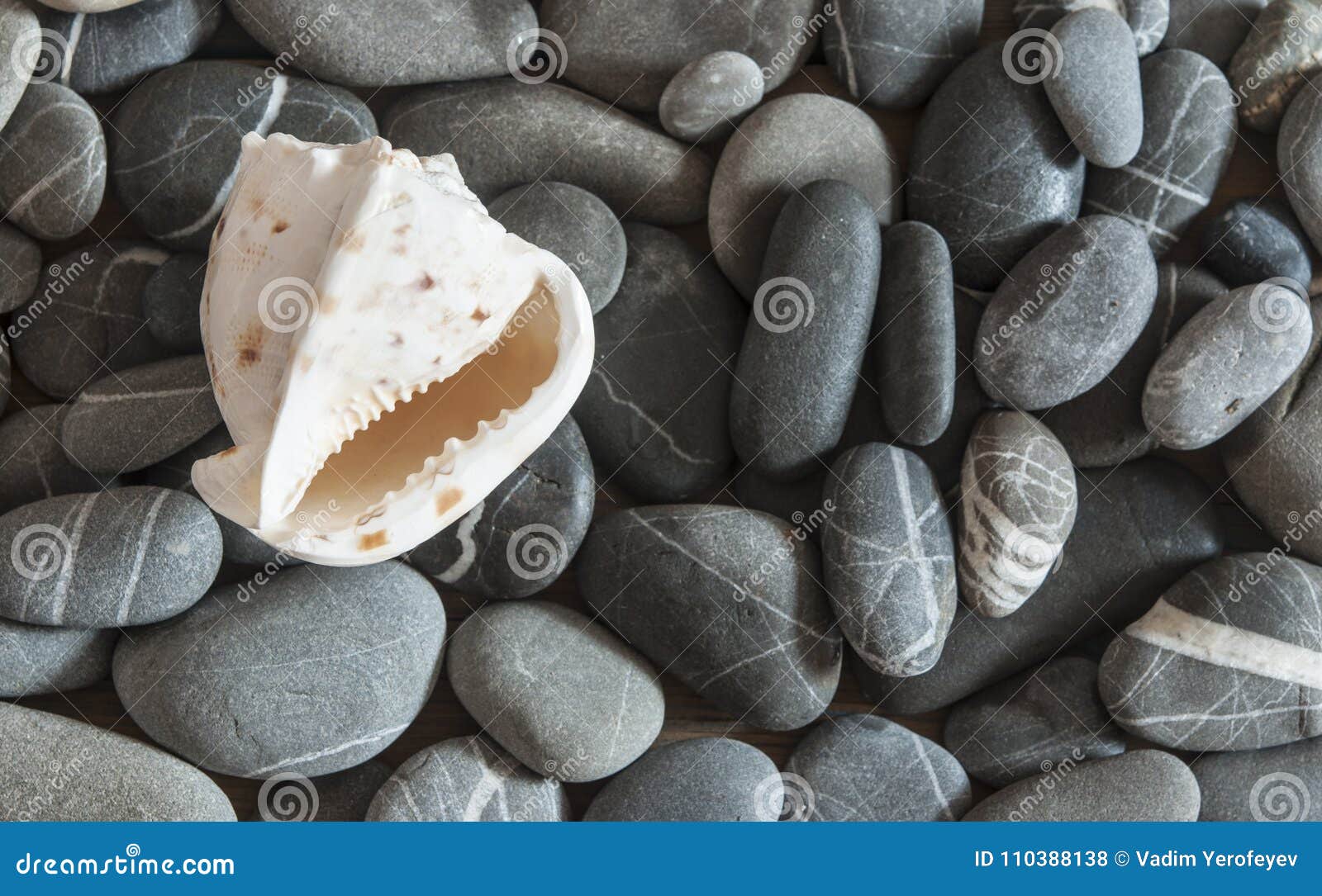Shell with Sea Pebble Stones on Wet Beach Stock Photo - Image of place ...