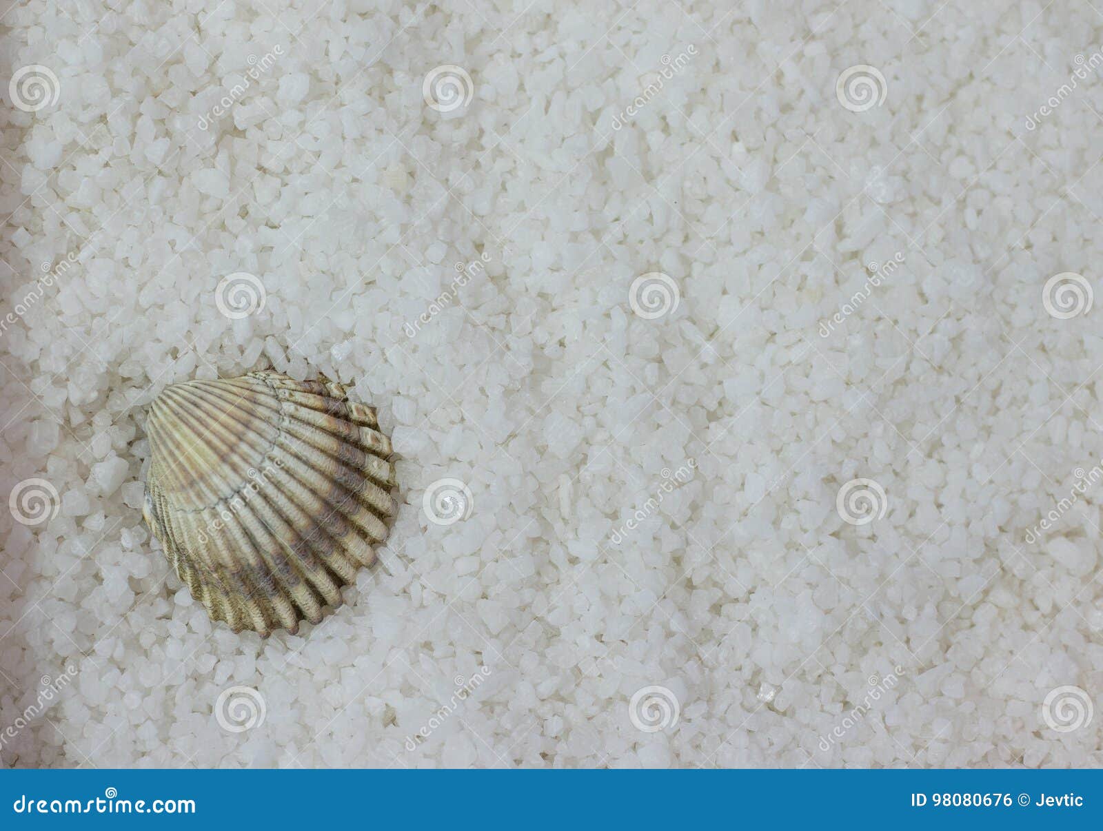 Shell in sea salt stock photo. Image of crystallized - 98080676