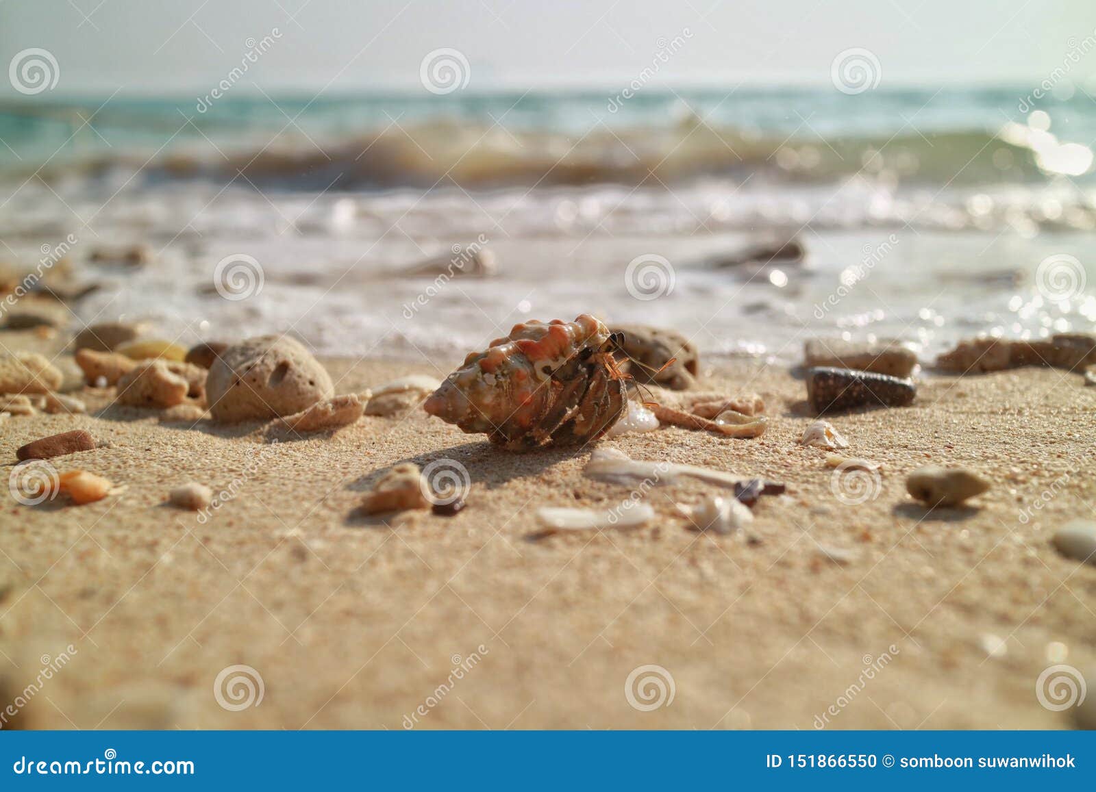 Shell stock photo. Image of sand, shell, crab, wind - 151866550