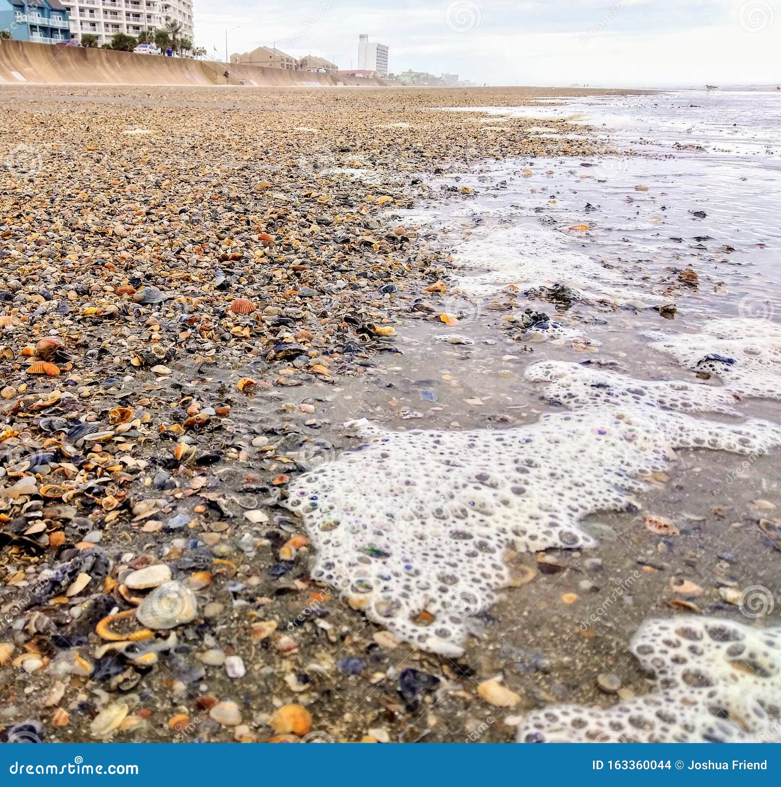 Shell stock photo. Image of beach, seafoam, passion - 163360044