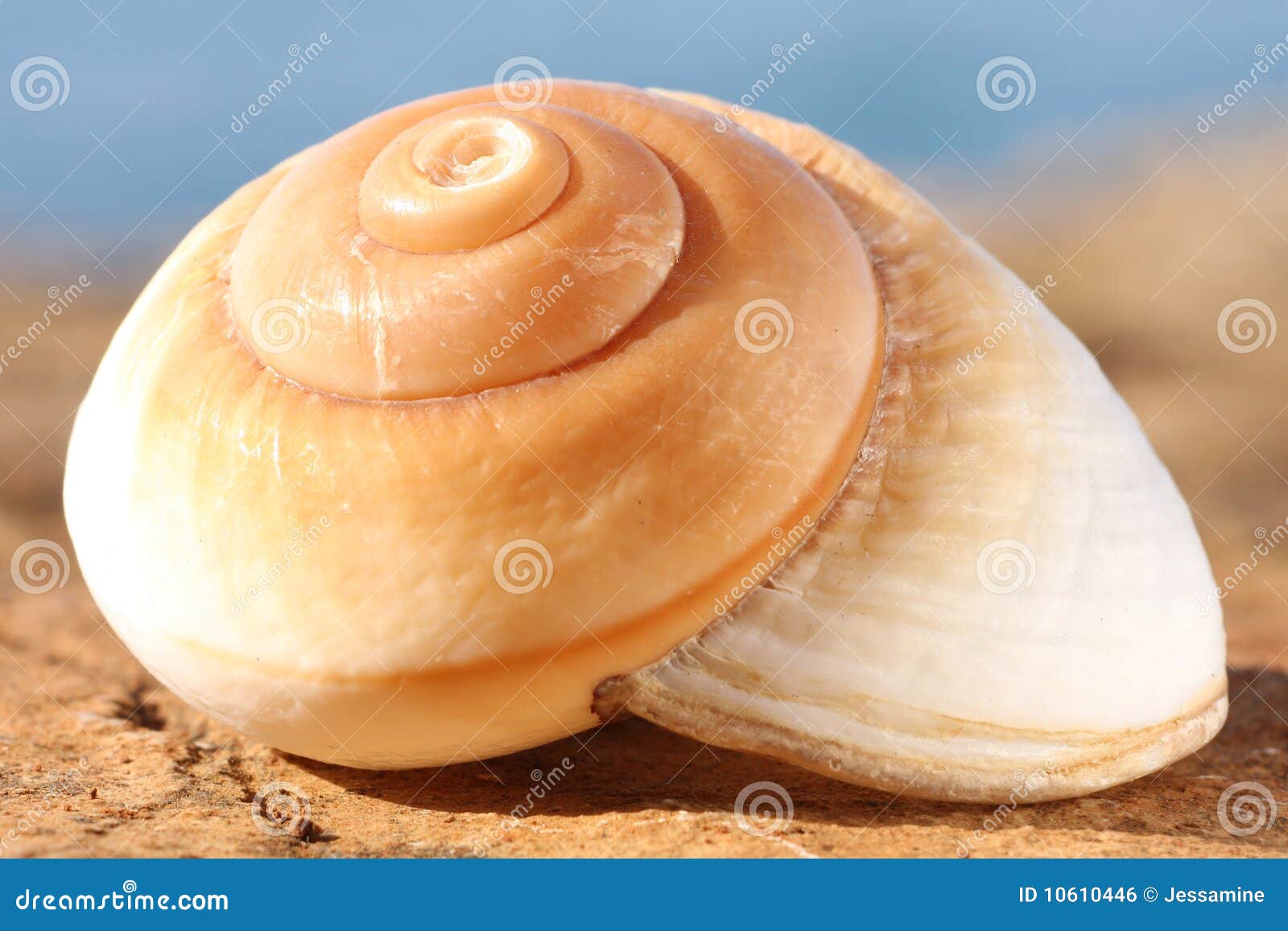 Shell of a sea snail stock photo. Image of relax, composition - 10610446