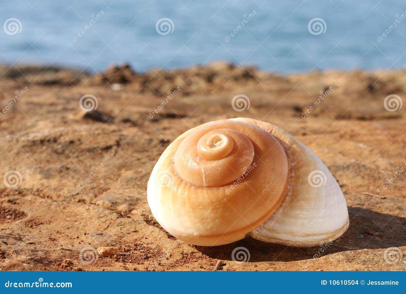 Shell of a sea snail stock photo. Image of composition - 10610504