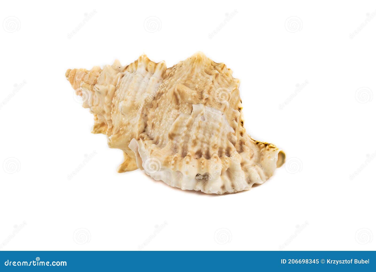 Shell of a Sea Snail on a White Background Stock Image - Image of ...