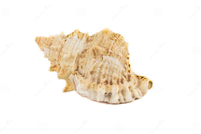 Shell of a Sea Snail on a White Background Stock Image - Image of ...
