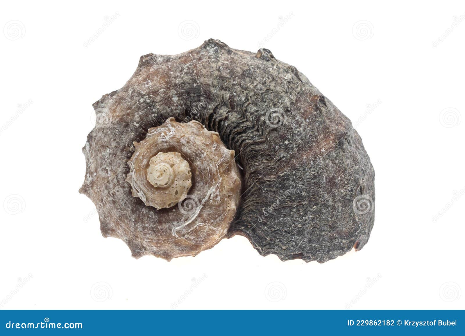 The Shell of a Sea Snail on a White Isolated Background Stock Photo ...