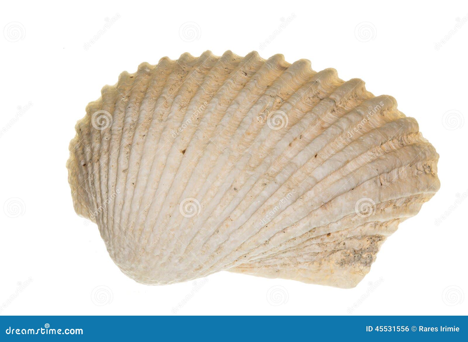 Shell stock photo. Image of fish, nature, aquatic, isolated - 45531556
