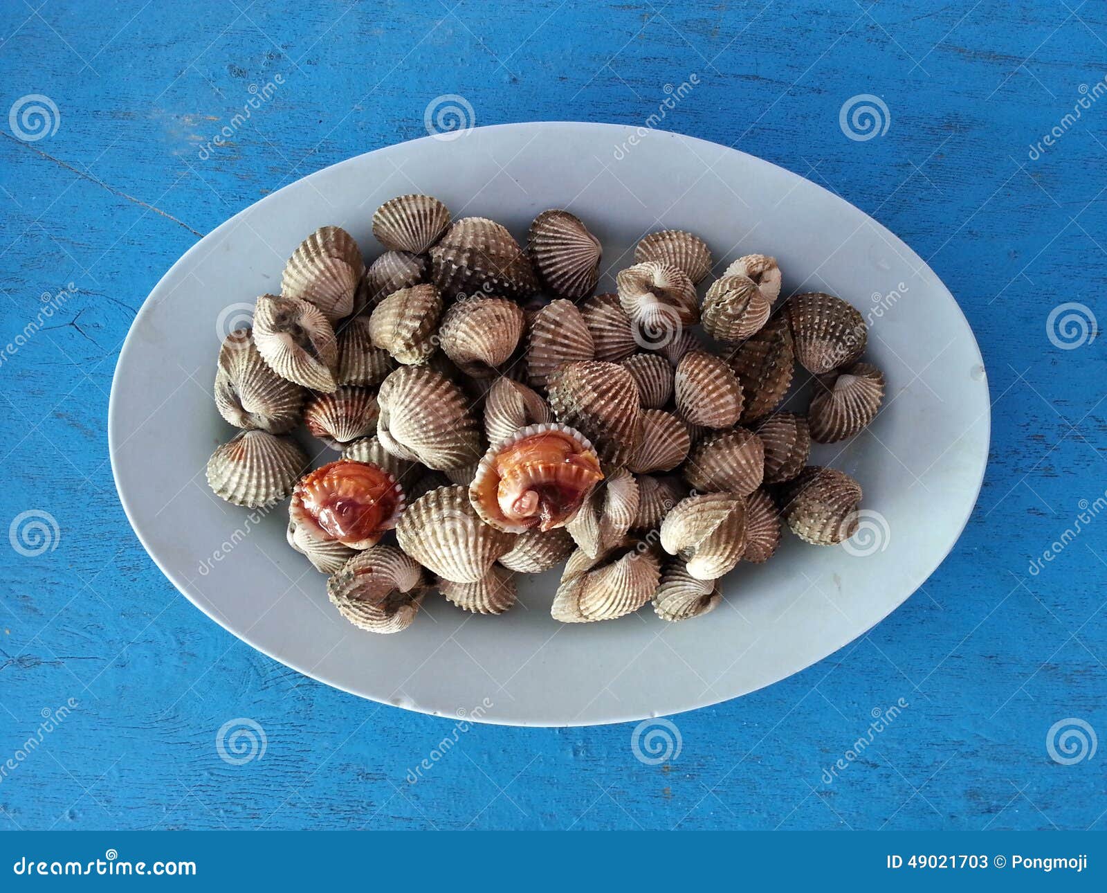 Shell stock image. Image of repast, meal, food, dinner - 49021703