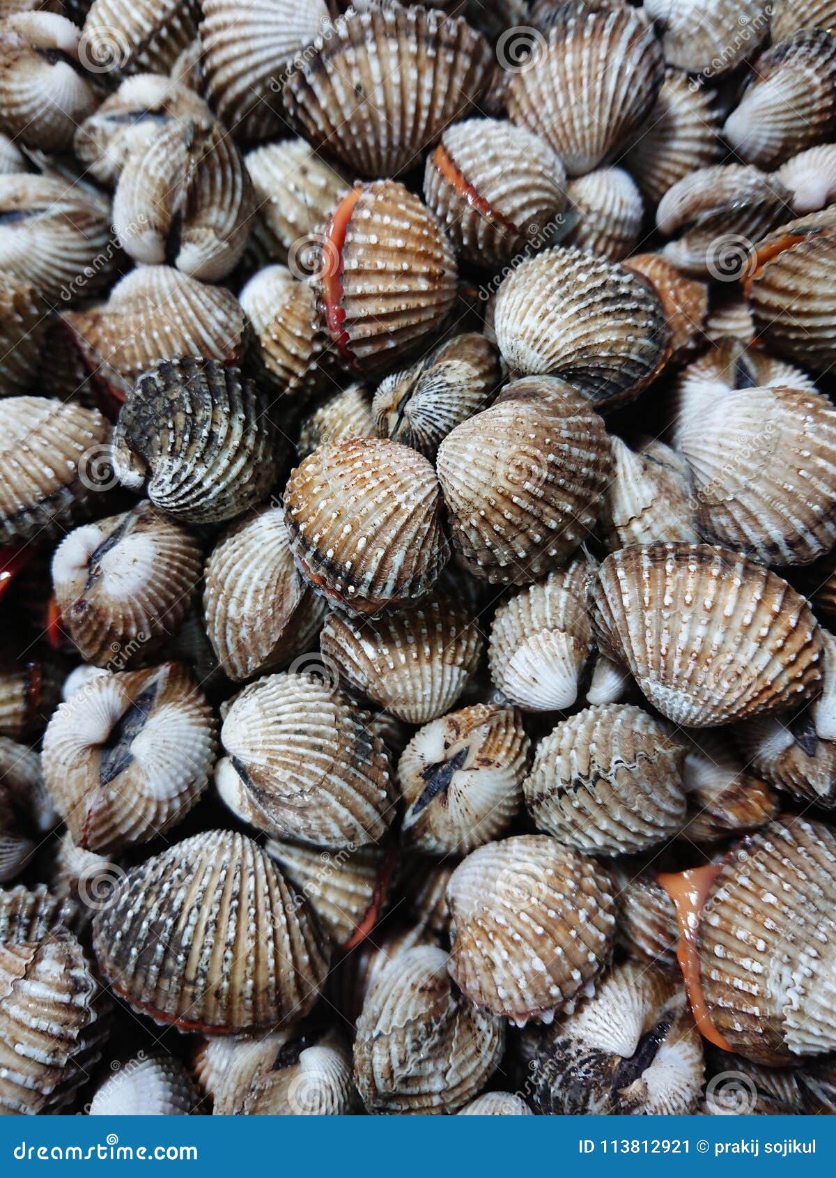 Fresh cockles stock image. Image of shell, seafood, fresh - 113812921