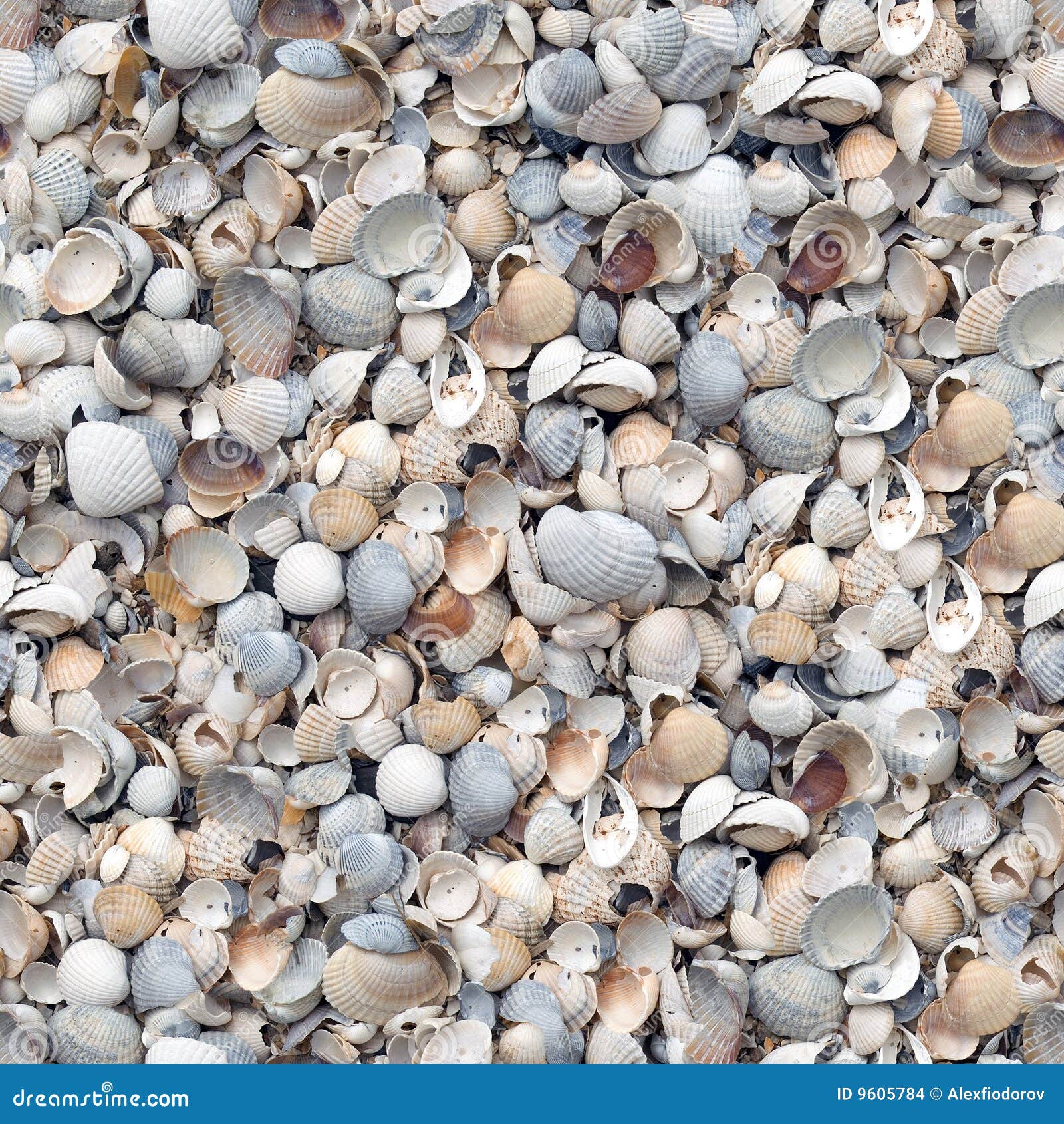 Shell seamless background. stock photo. Image of mollusk - 9605784