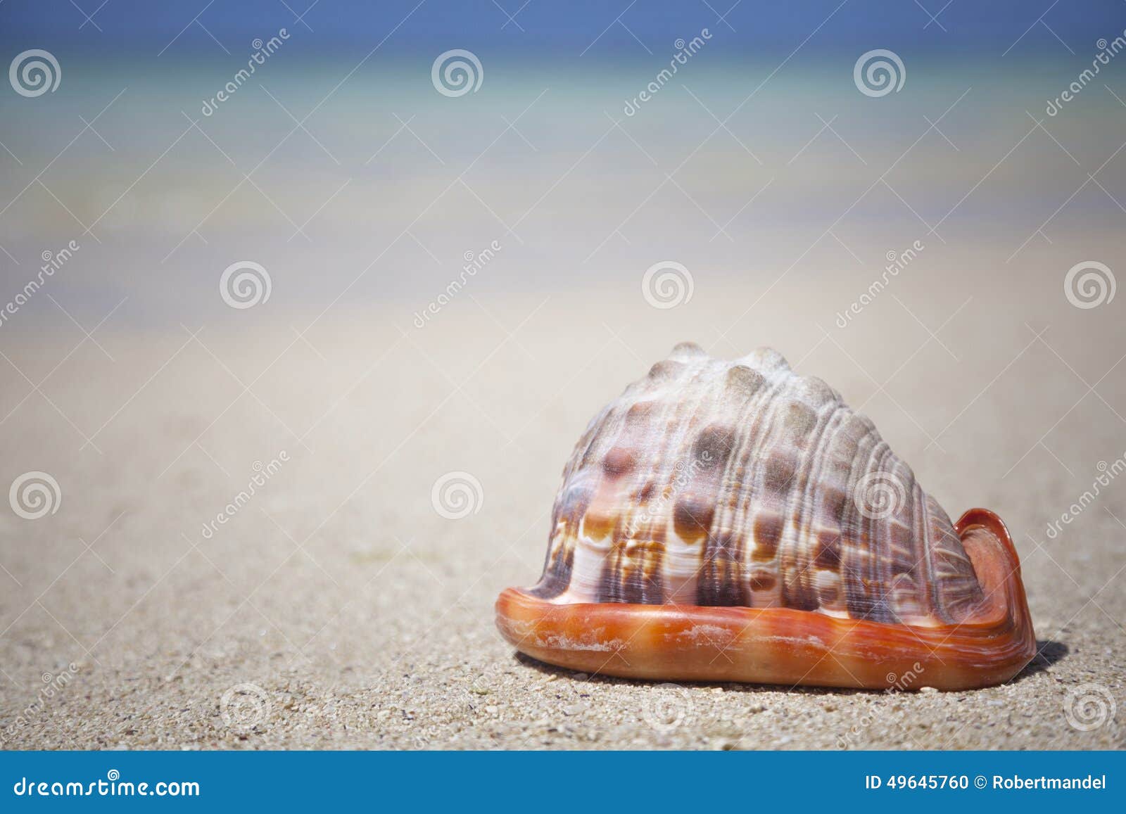 Shell stock photo. Image of natural, sand, scenic, nature - 49645760