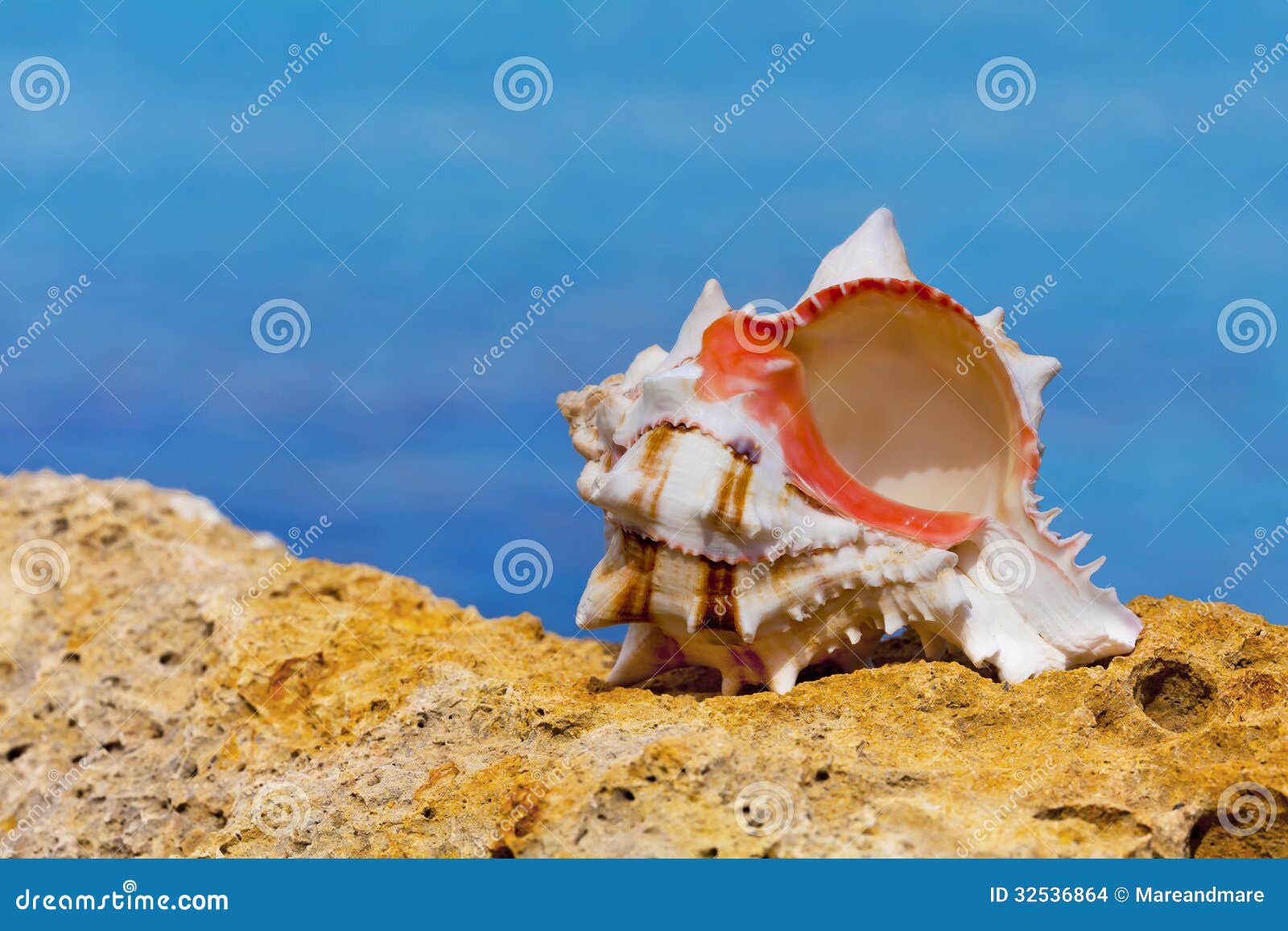 Shell stock photo. Image of beach, coastline, idyllic - 32536864