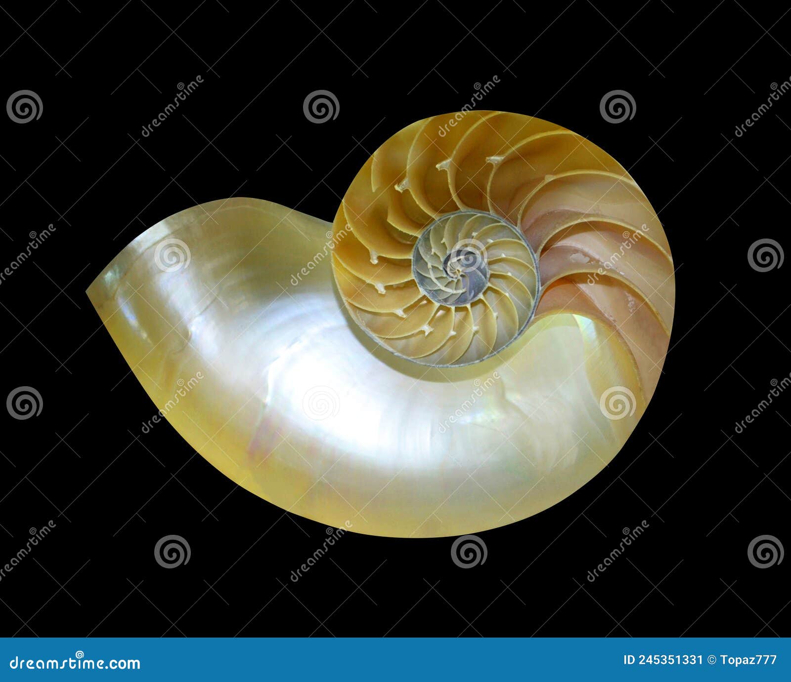 Shell Seashells. Seashell Isolated on Black Background Stock Image ...
