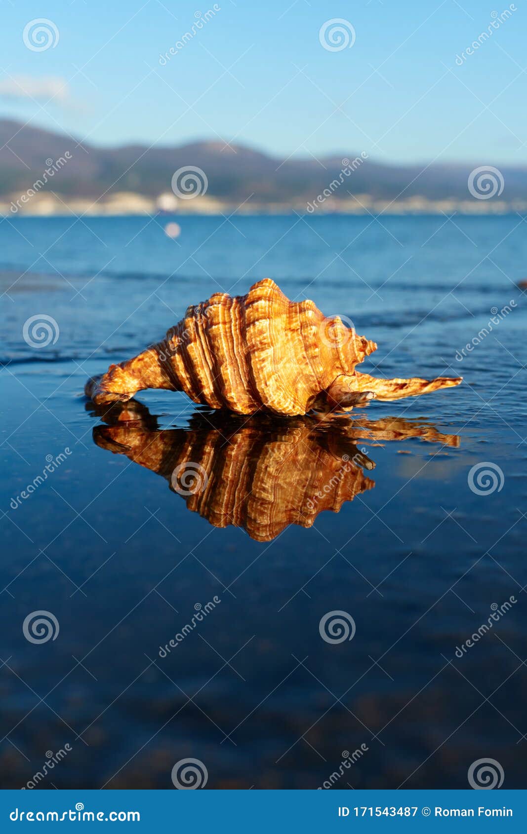 Shell on the Seashore in Reflection Stock Image - Image of outdoor ...