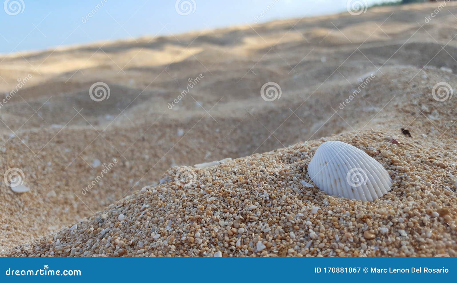Shell on the seashore stock image. Image of seashore - 170881067