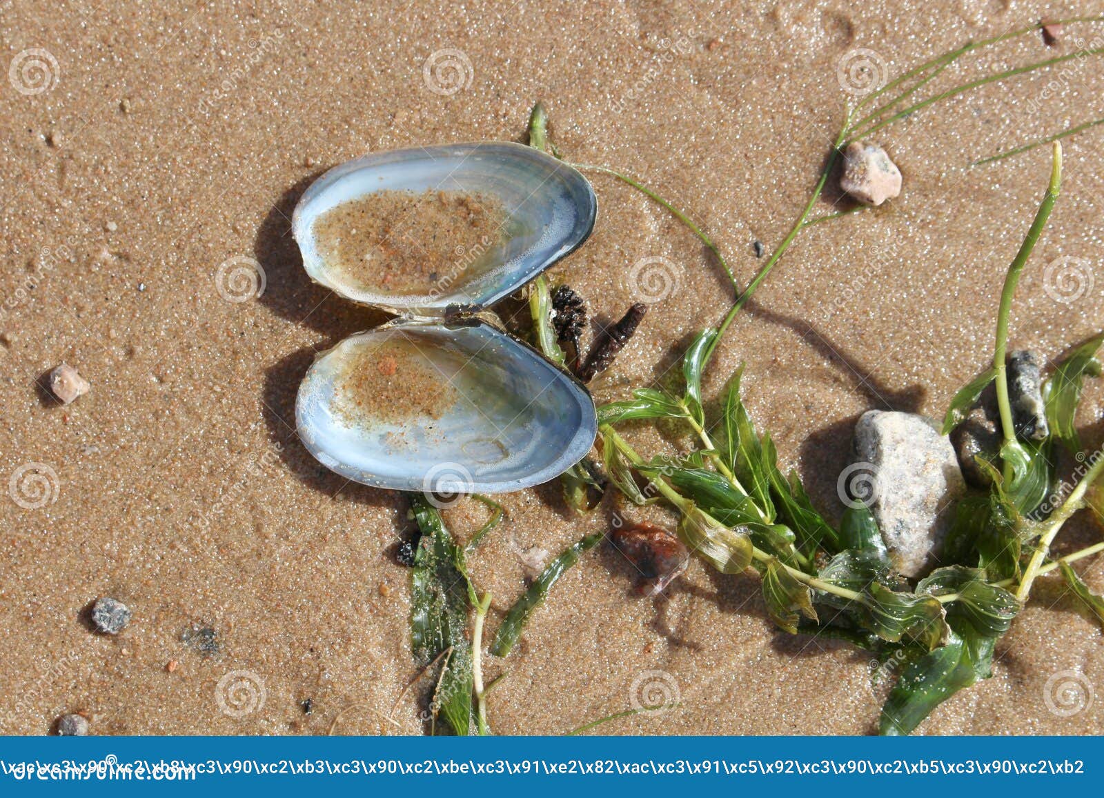 Shell and seaweed stock image. Image of shell, natural - 76468245