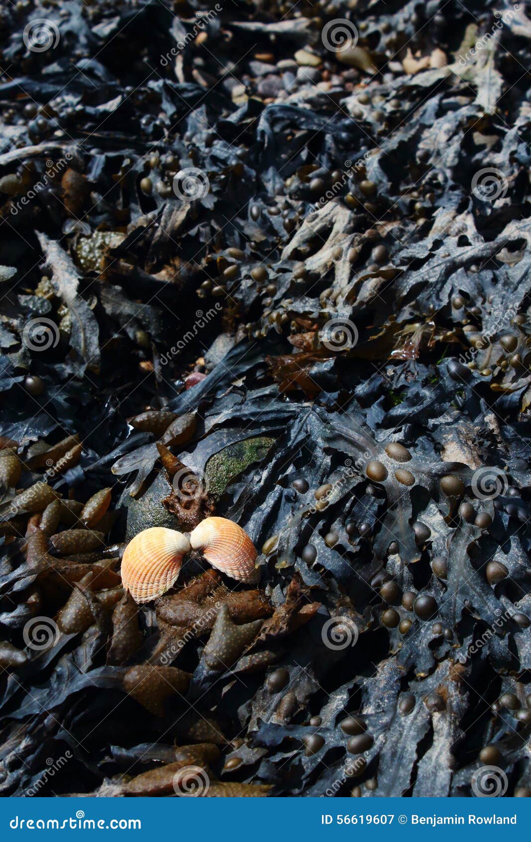 Shell on Seaweed stock image. Image of bivalve, open - 56619607