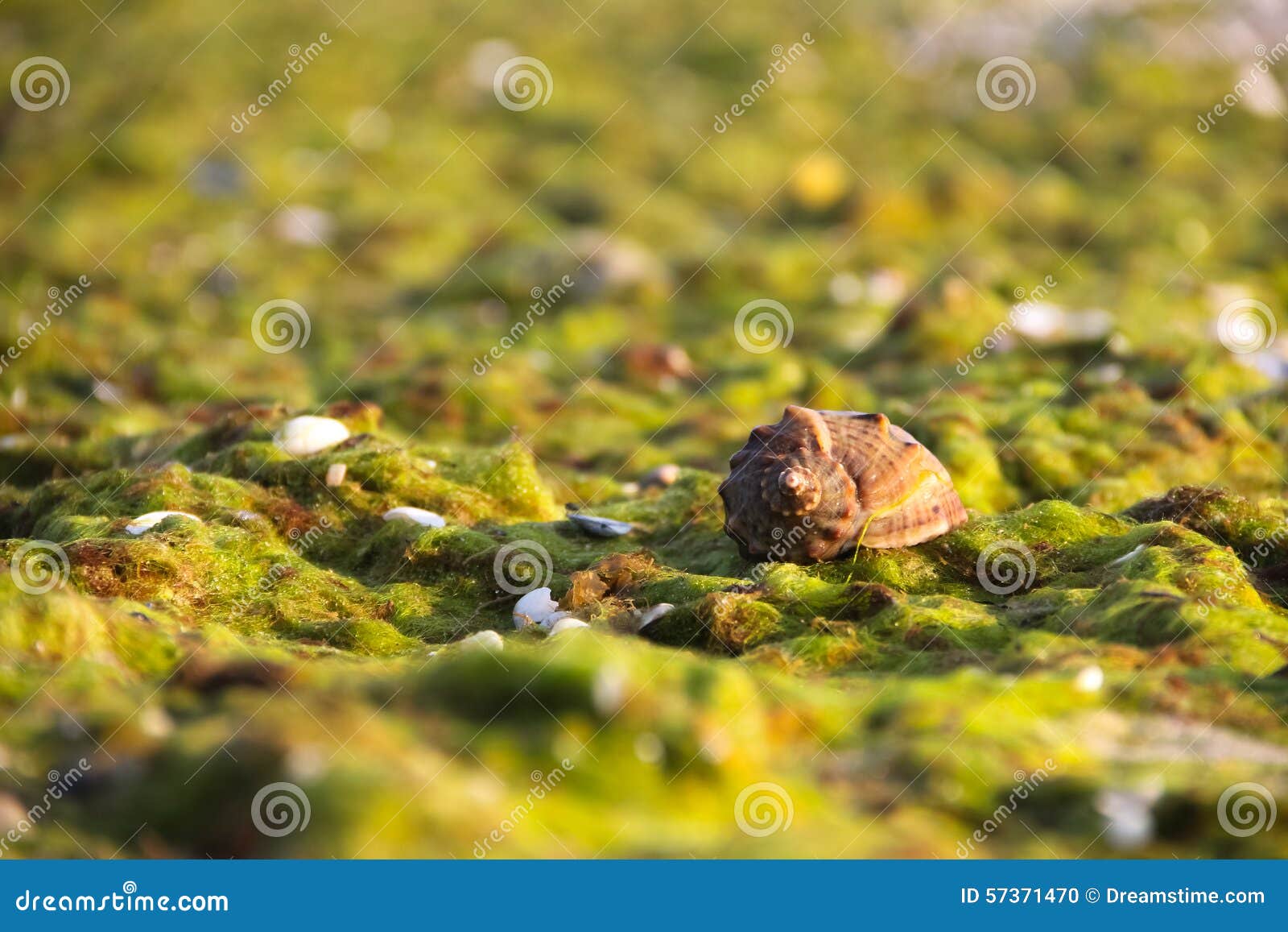 Shell with seaweed stock photo. Image of foreland, seaweed - 57371470
