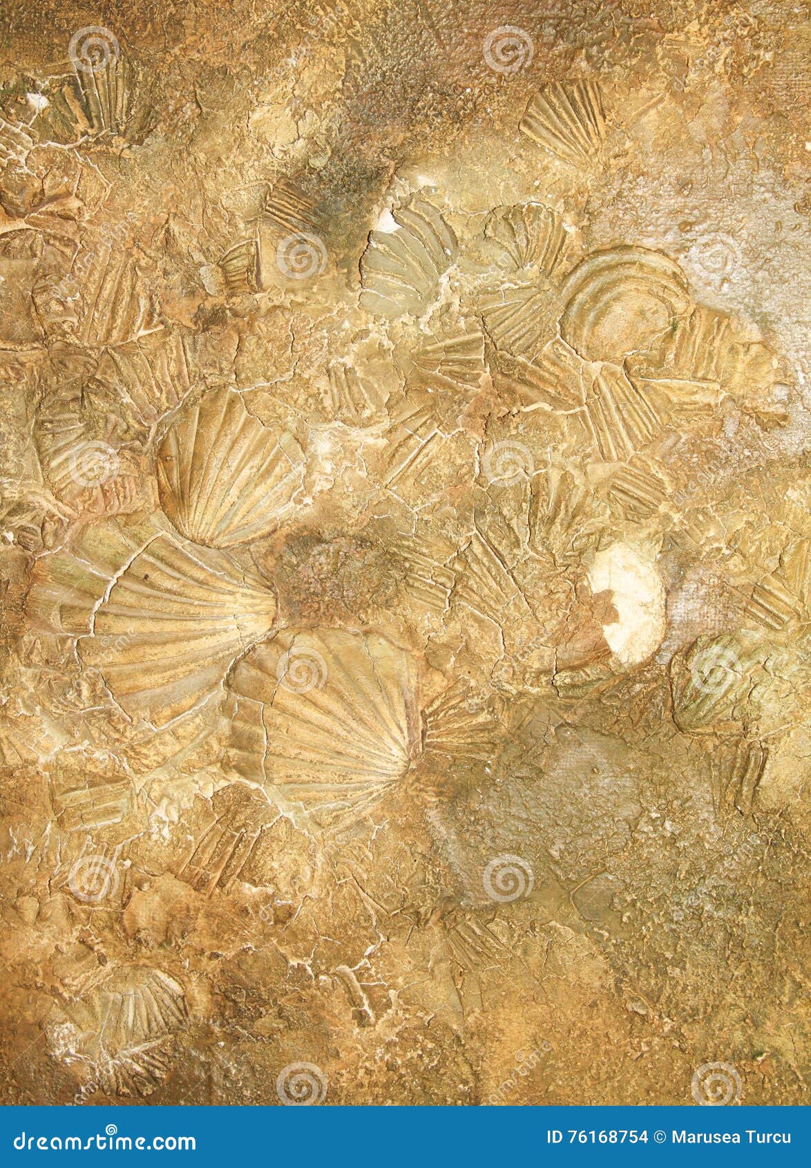 Shell Sediment Abstract Background Stock Photo - Image of nature ...