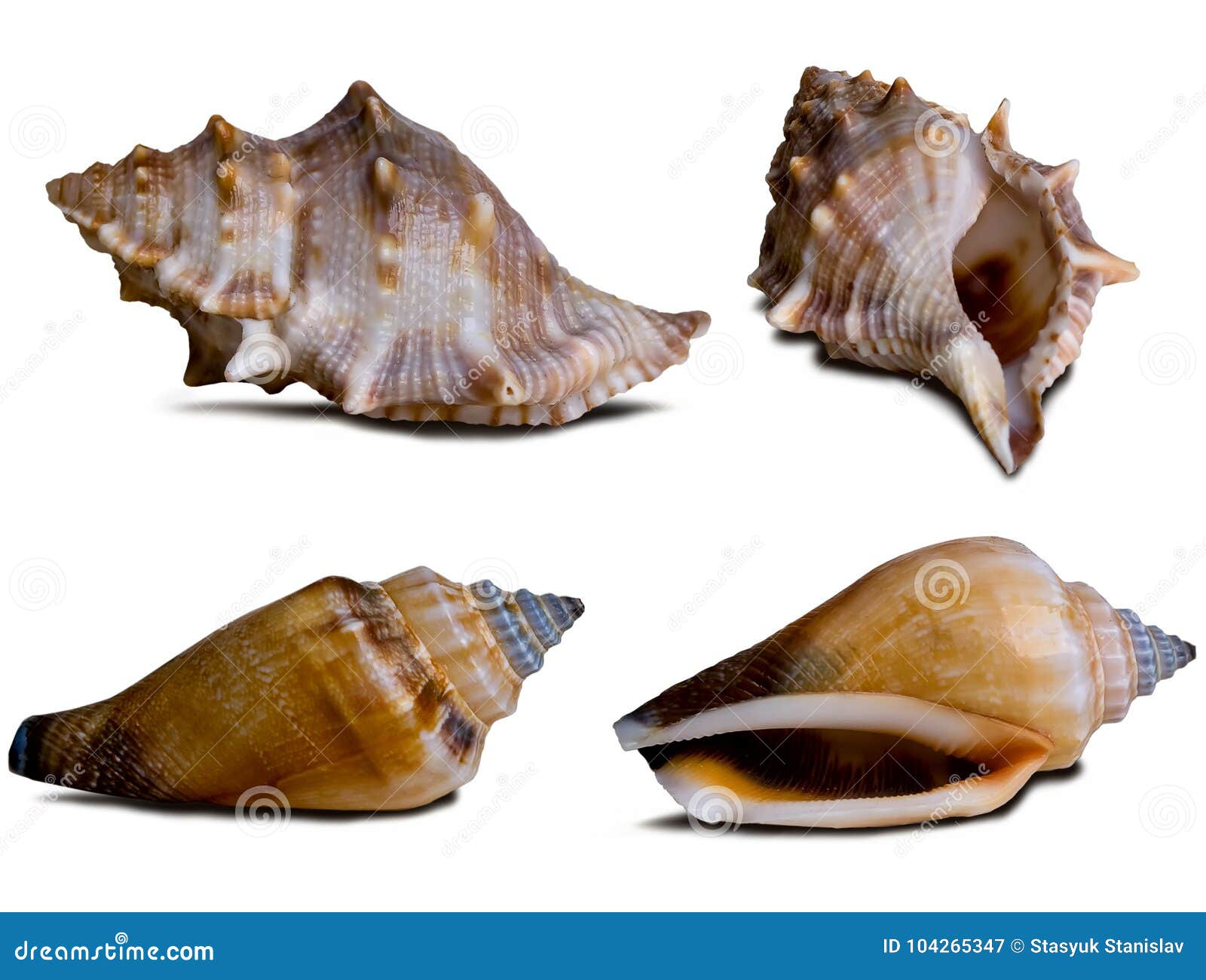 Shell set stock image. Image of color, brown, ocean - 104265347