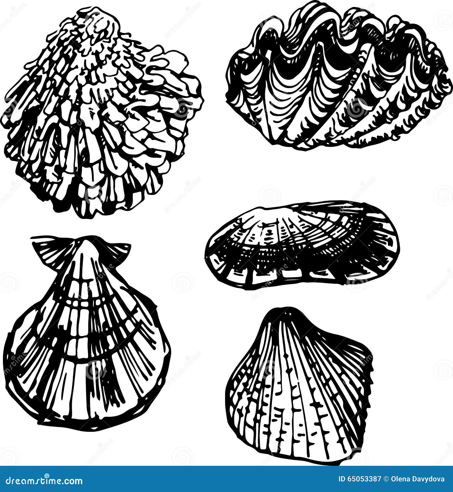 Shell Set. Vector Illustration Stock Vector - Illustration of graphic ...