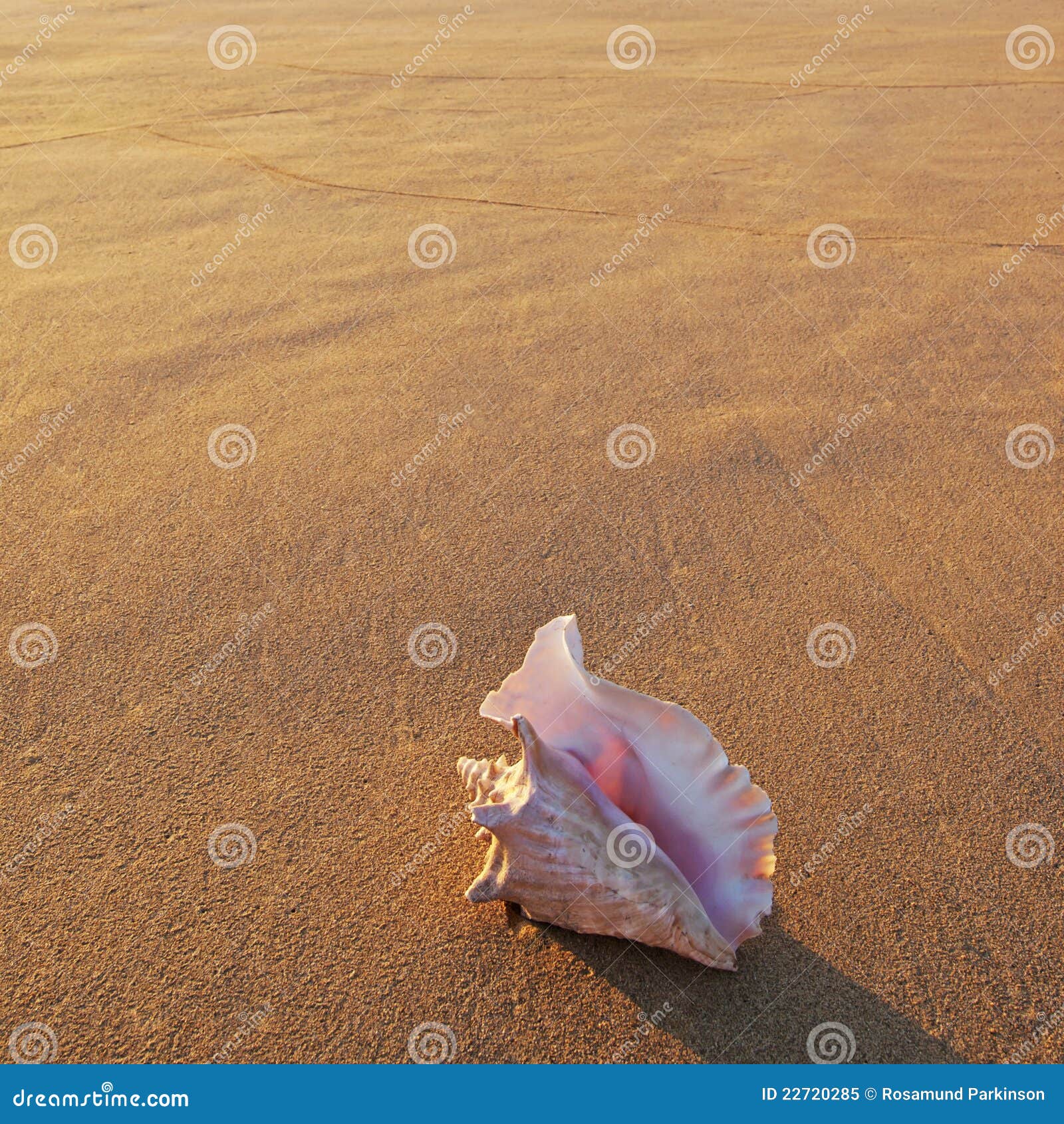 Shell in setting sun stock image. Image of island, tropical - 22720285