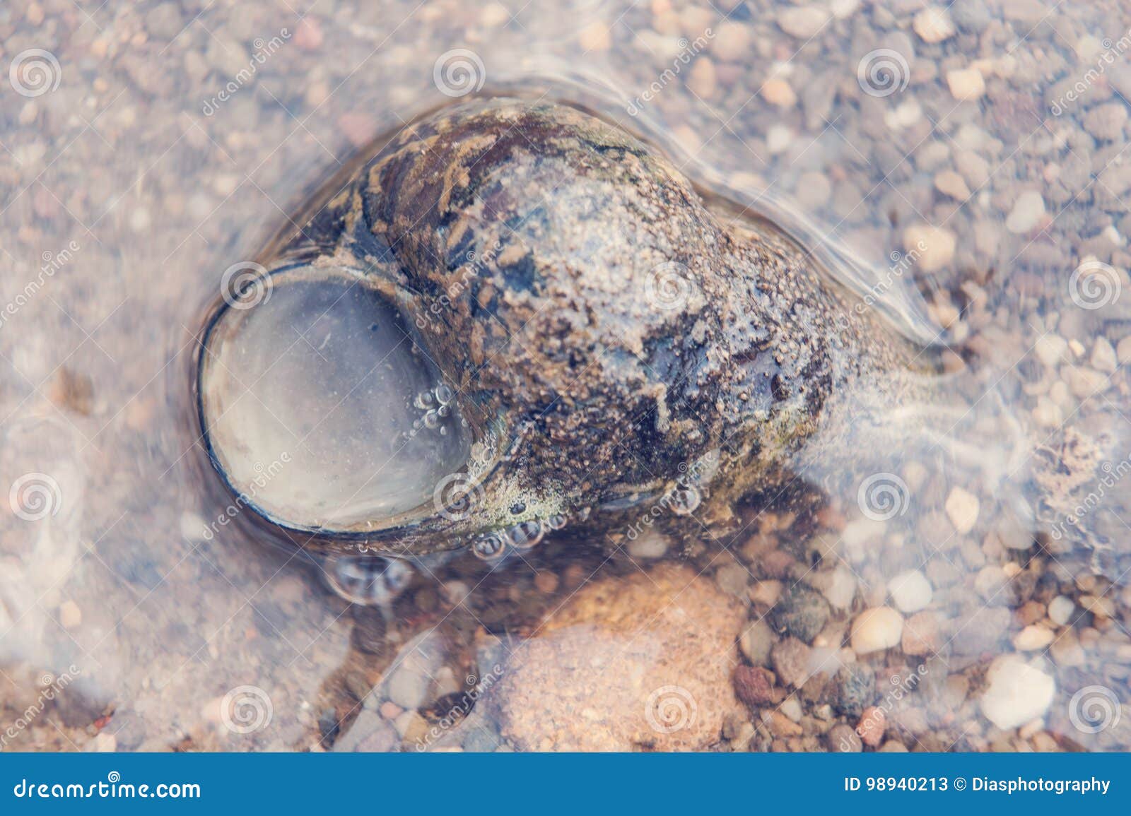 Shell in Shallow Water with Stones Stock Image - Image of depth, stones ...