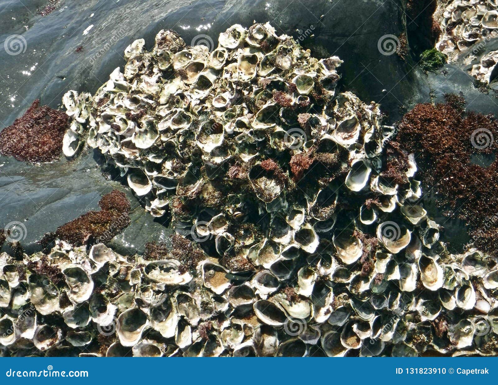 Shell shape stock photo. Image of shape, marine, mollusc - 131823910