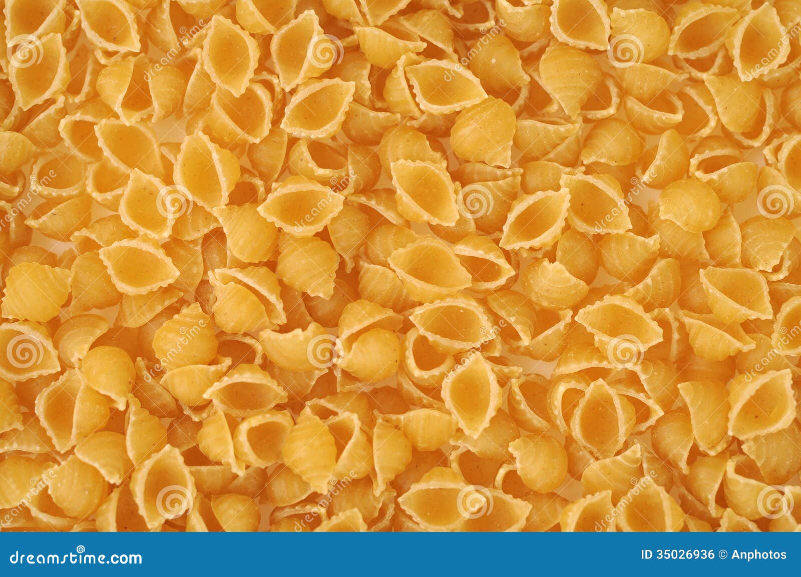 Shell shape pasta stock photo. Image of portion, pasta - 35026936
