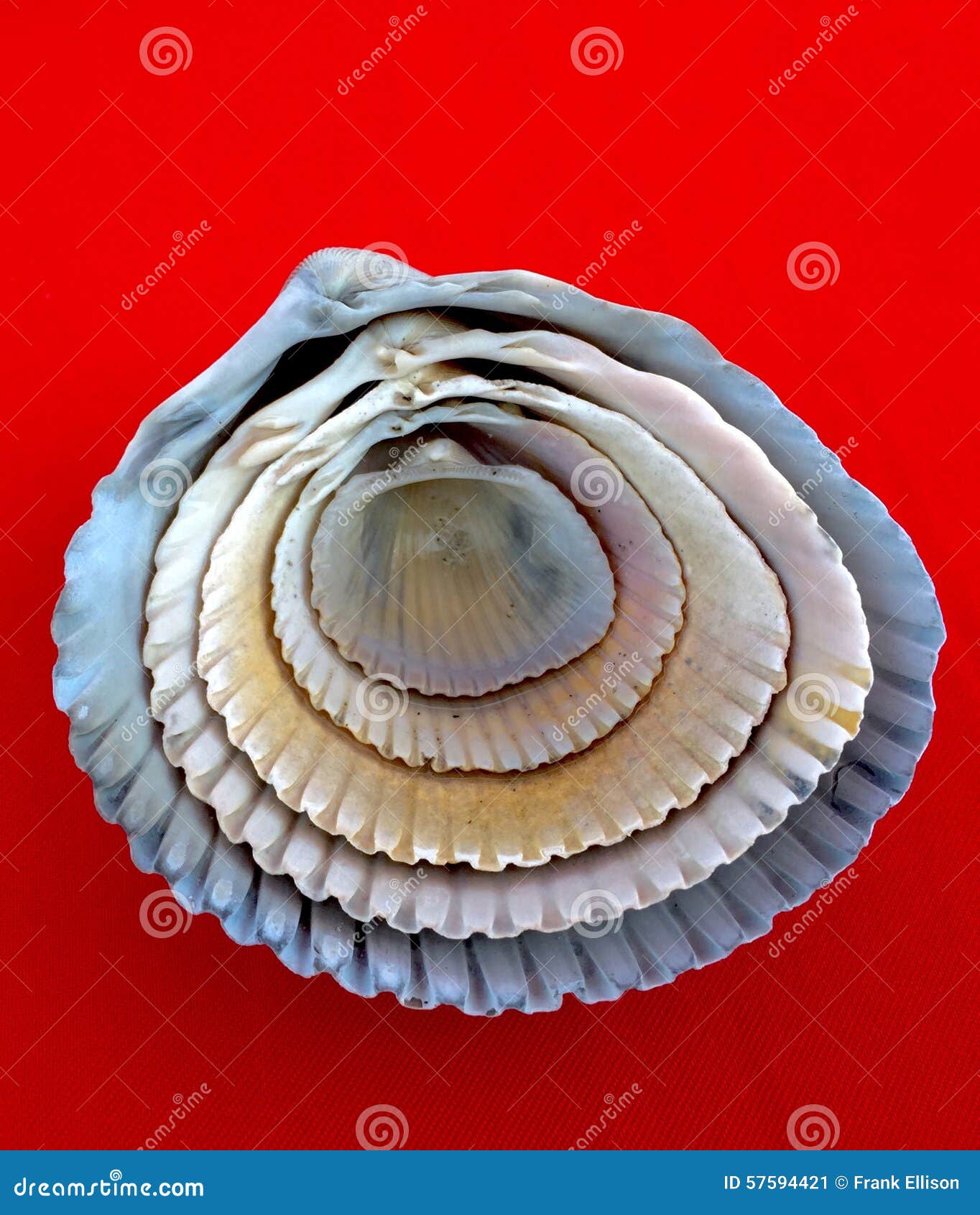 Shell in a shell stock image. Image of ochen, stacked - 57594421