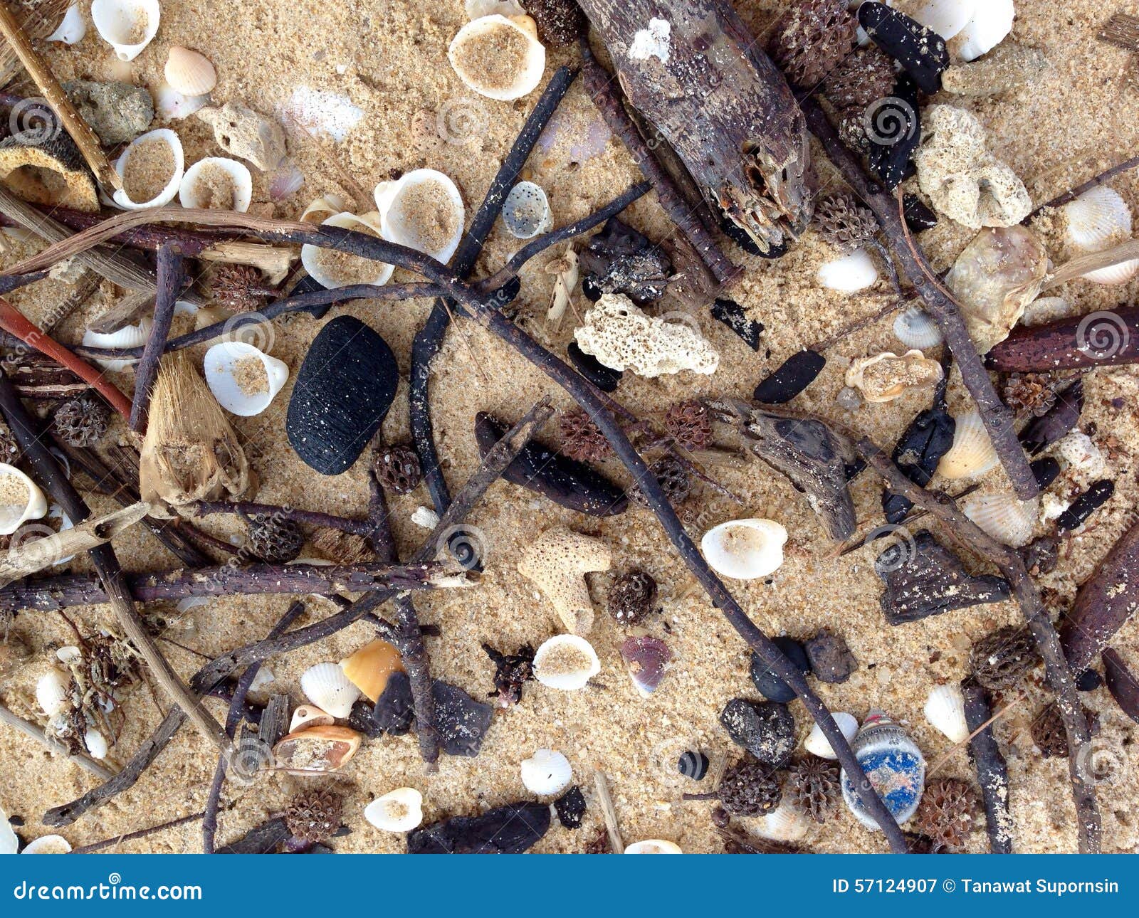 Shell, Shellfish, Mollusc, Clam, Bivalve Royalty-Free Stock Photography ...