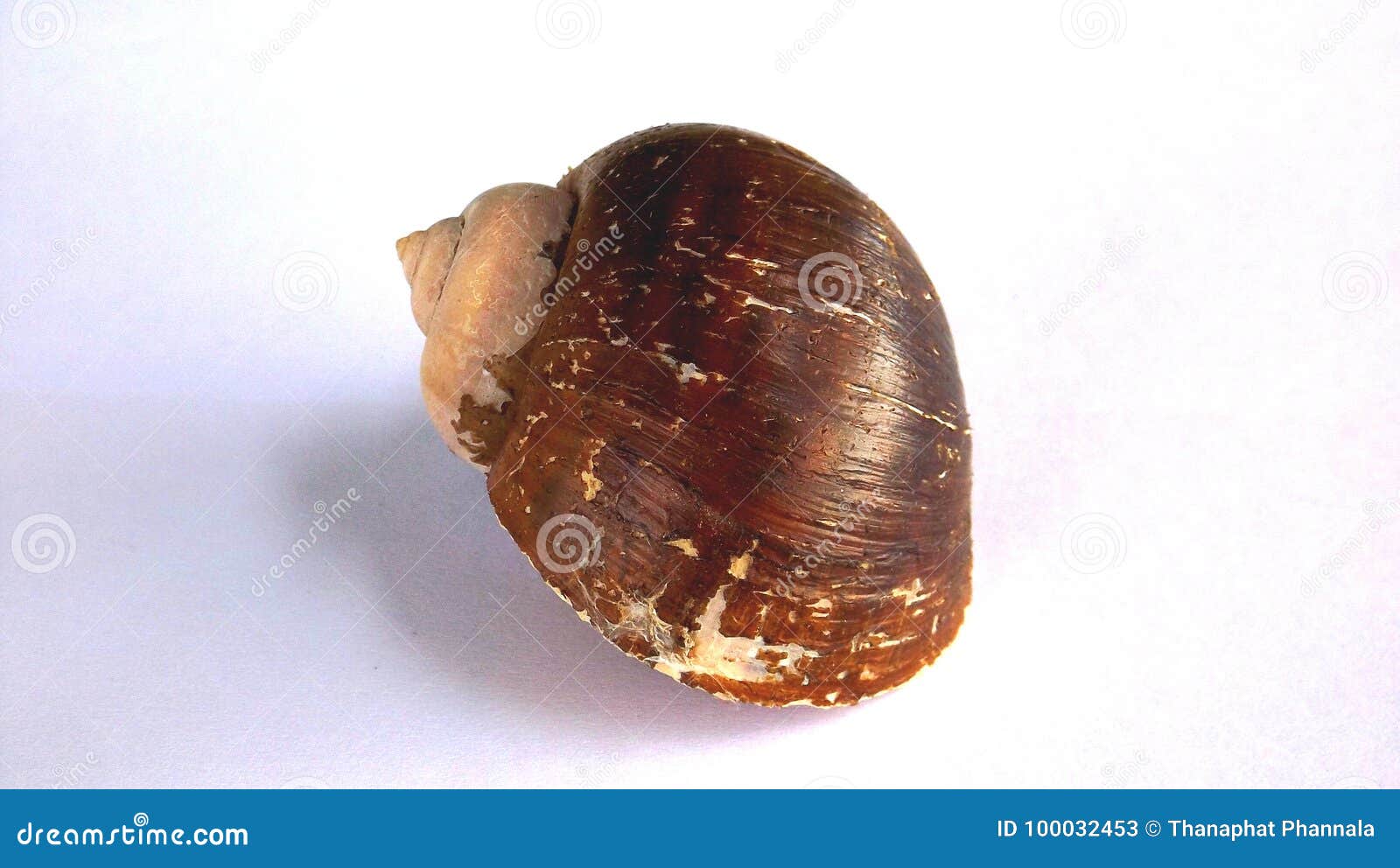 Shell stock image. Image of lymnaeidae, conchology, seashell - 100032453